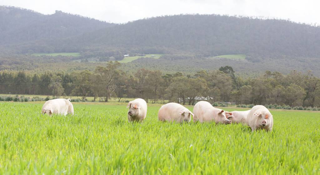 Our Story - Linley Valley Pork