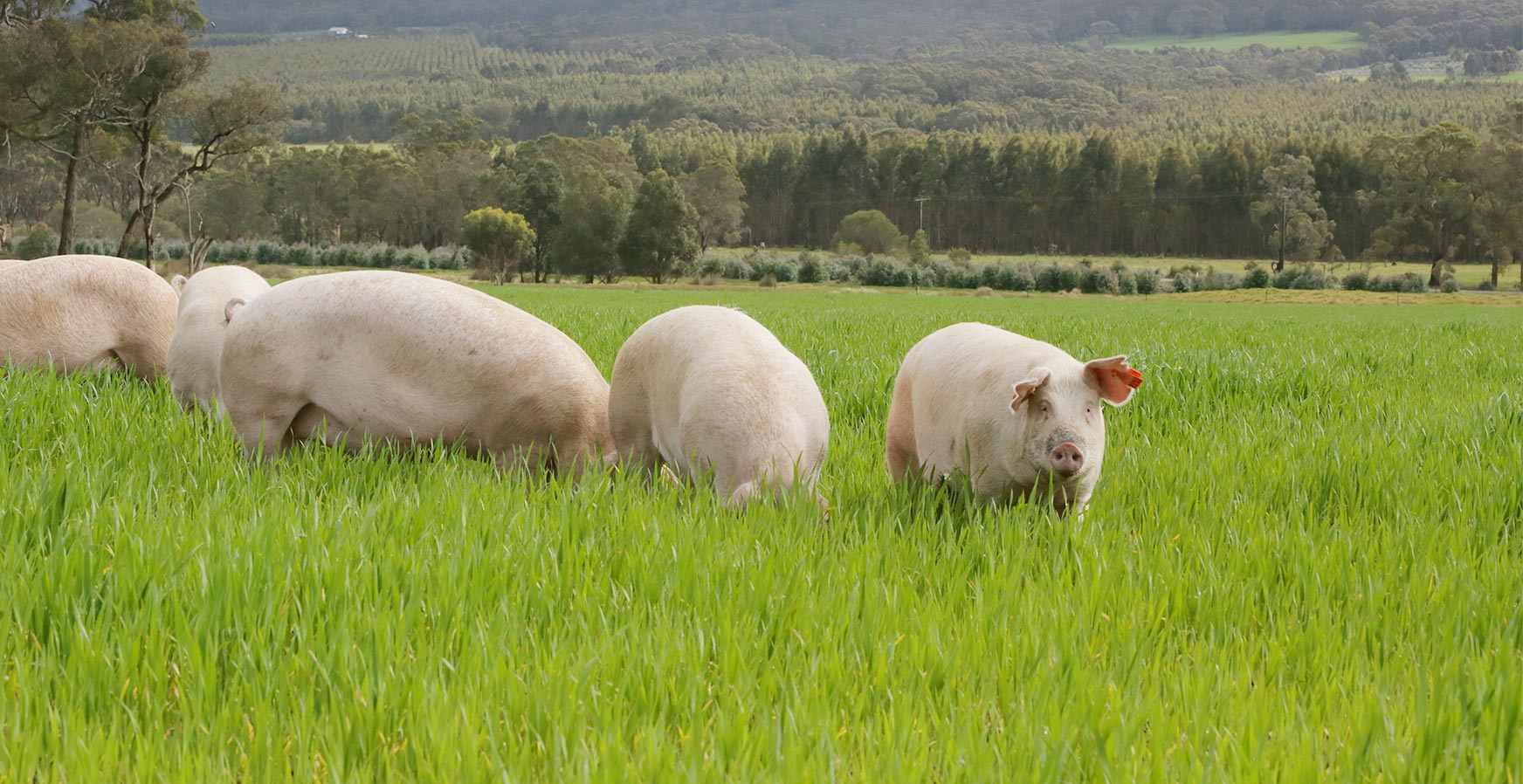 Linley Valley Pork Our Story - Linley Valley Pork